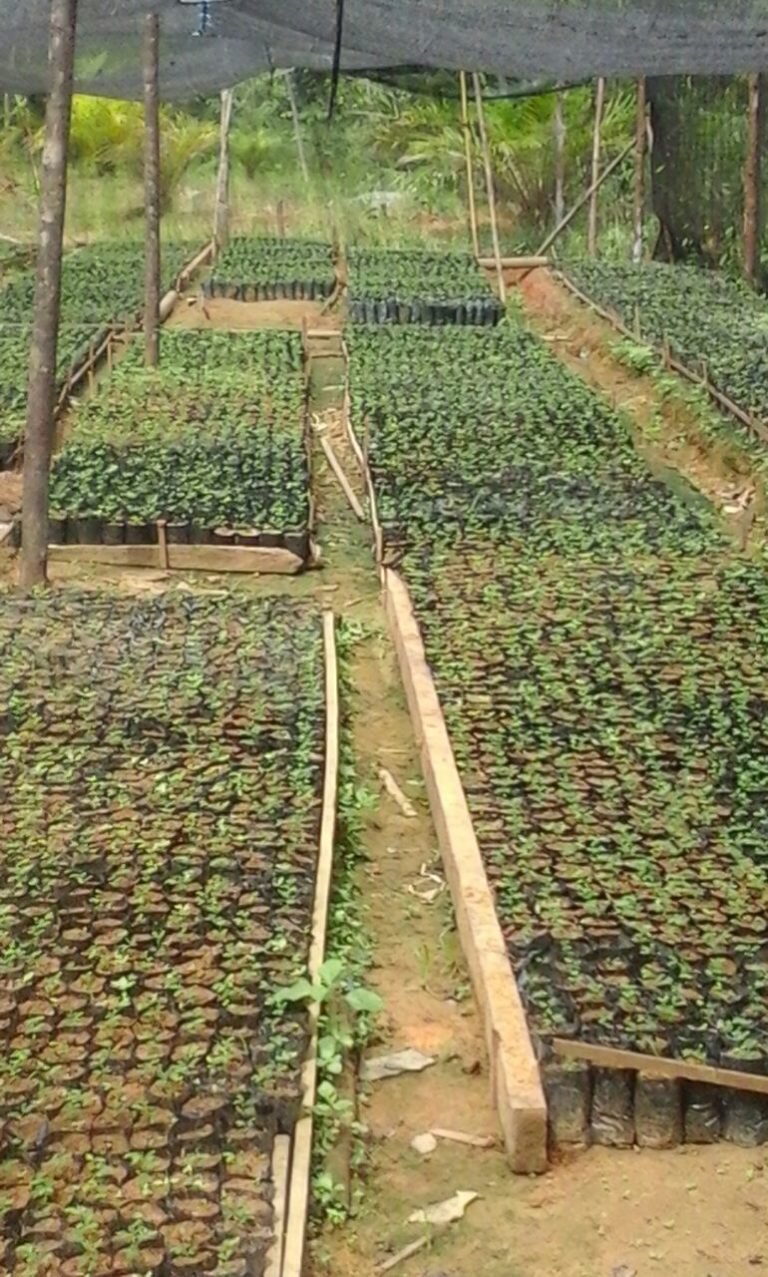 Tree nurseries and plantation - Lightwood