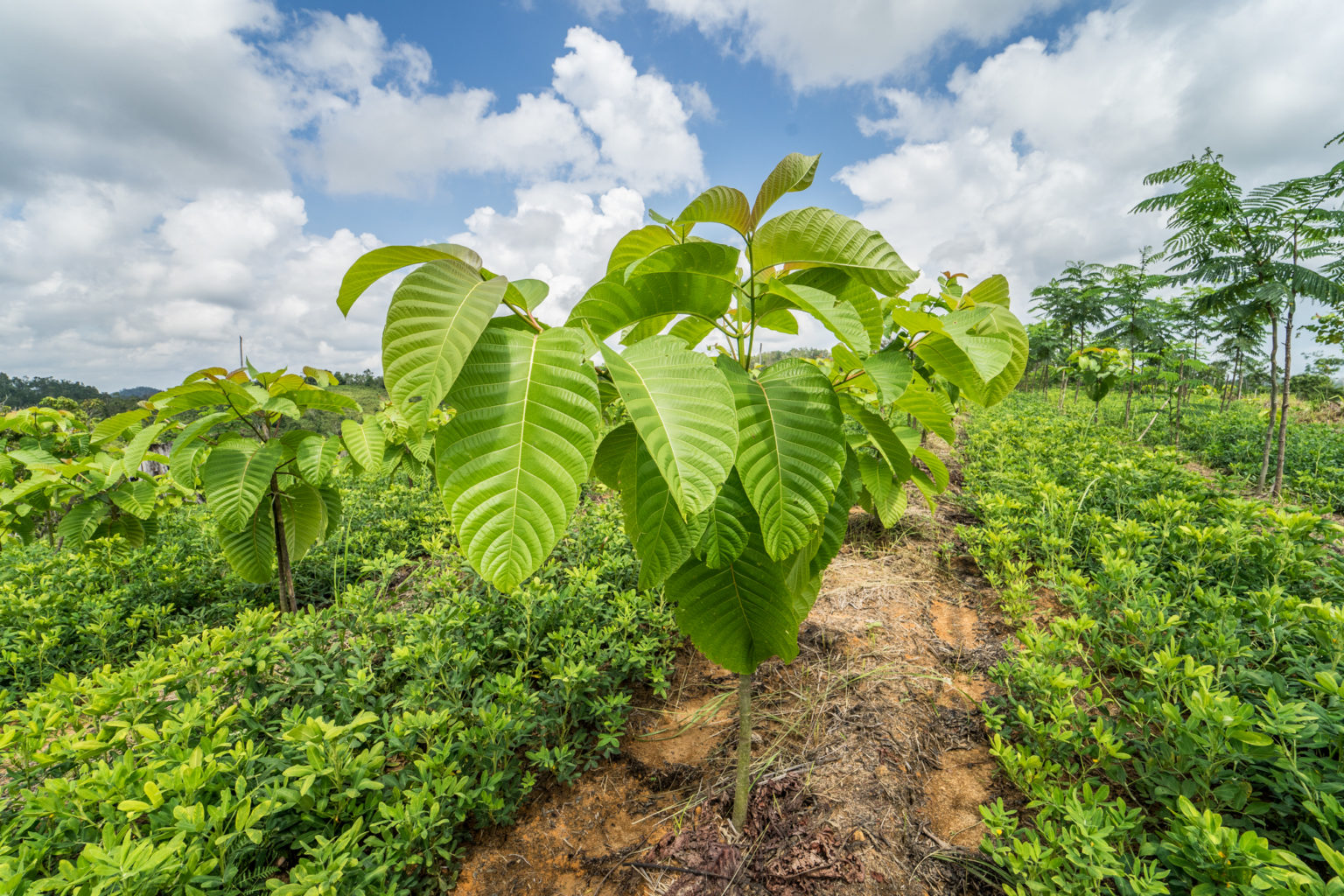 Jabon (Anthocephalus Cadamba) - Lightwood