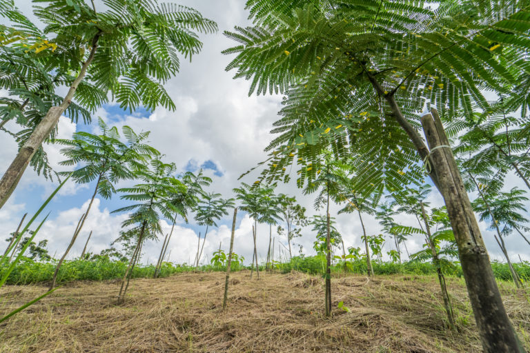 Sengon (Paraserianthes falcataria) - Lightwood
