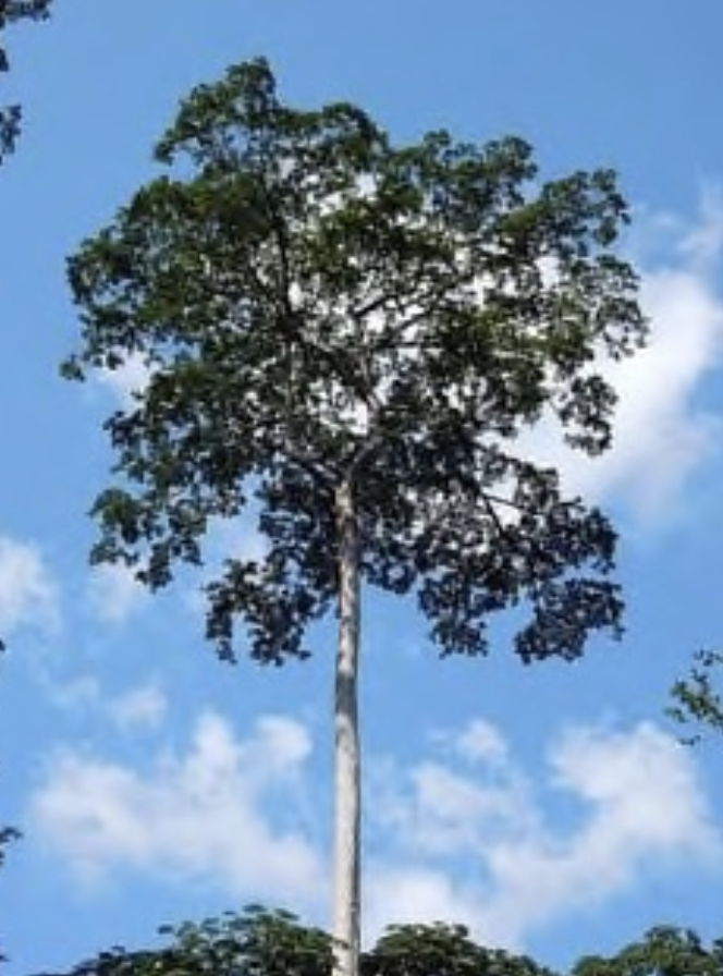 Terminalia - Lightwood