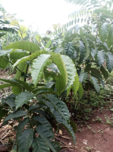 Musambya - Lightwood