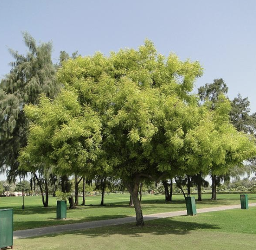 Mwarubaini - Lightwood