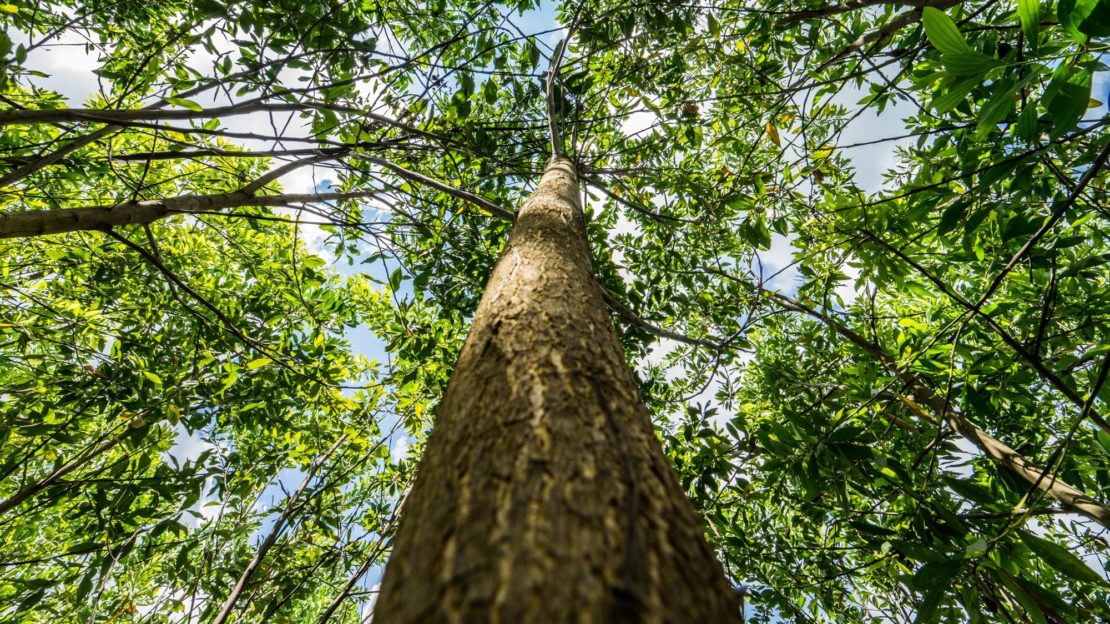 TREEO - Reliable Data About Every Single Tree - Lightwood