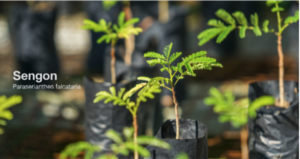 Sengon: A Fast Growing Wood at a Glance - Lightwood