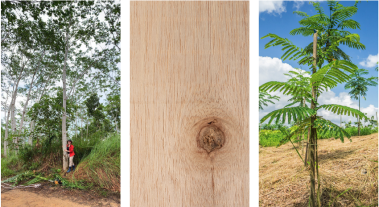 Sengon: A Fast Growing Wood at a Glance - Lightwood